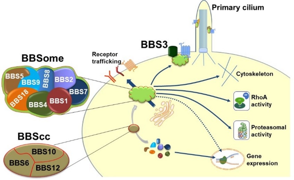 Research Projects | Kamal Rahmouni Laboratory - The University of Iowa